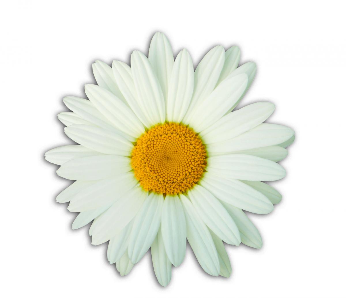 The DAISY Award - Porter Medical Center The DAISY Award - Porter Medical Center